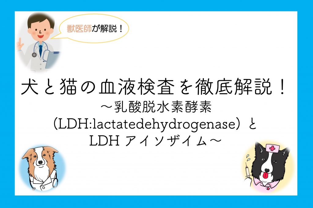 獣医師解説！犬と猫の血液検査を徹底解説！〜乳酸脱水素酵素(LDH:lactate dehydrogenase) とLDH アイソザイム ...
