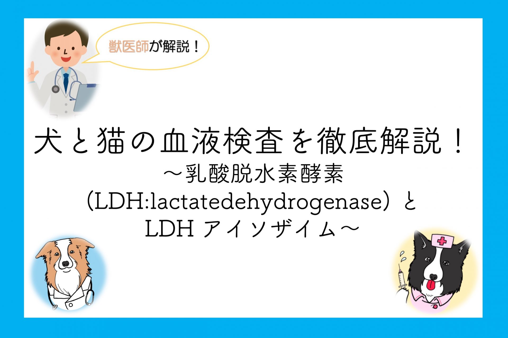 獣医師解説！犬と猫の血液検査を徹底解説！〜乳酸脱水素酵素(LDH:lactate dehydrogenase) とLDH アイソザイム ...
