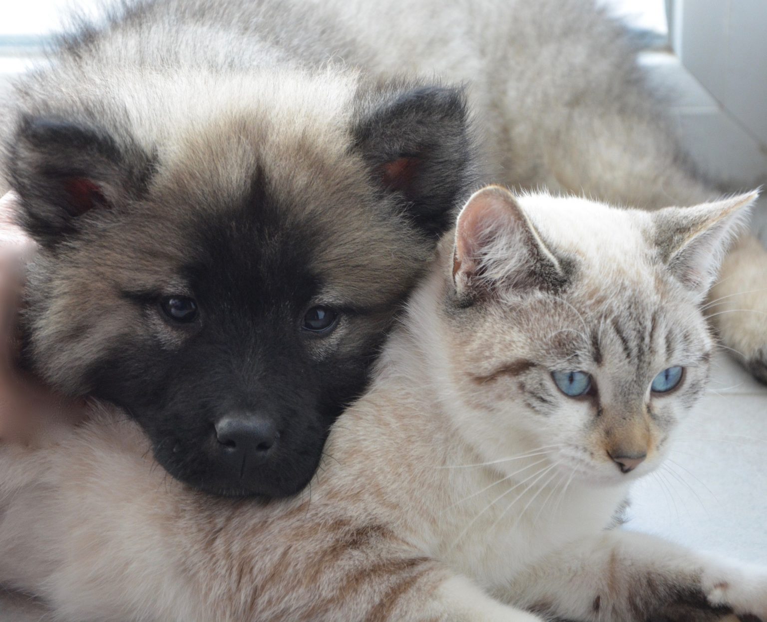 獣医師解説！犬と猫のN末端プロB型ナトリウム利尿ペプチド(BNP,NT-proBNP)：心臓バイオマーカー