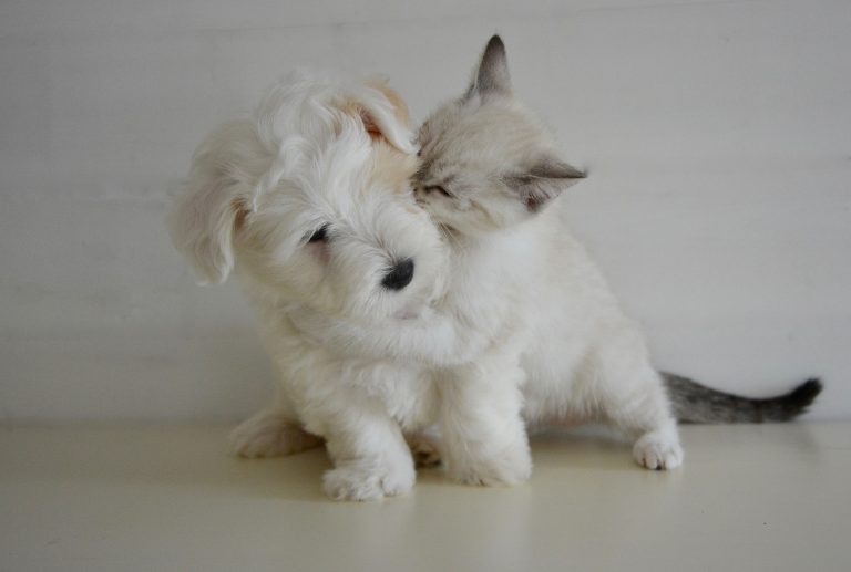 獣医師解説！犬と猫のN末端プロB型ナトリウム利尿ペプチド(BNP,NT-proBNP)：心臓バイオマーカー
