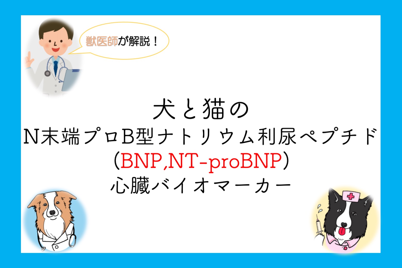 獣医師解説！犬と猫のN末端プロB型ナトリウム利尿ペプチド(BNP,NT-proBNP)：心臓バイオマーカー